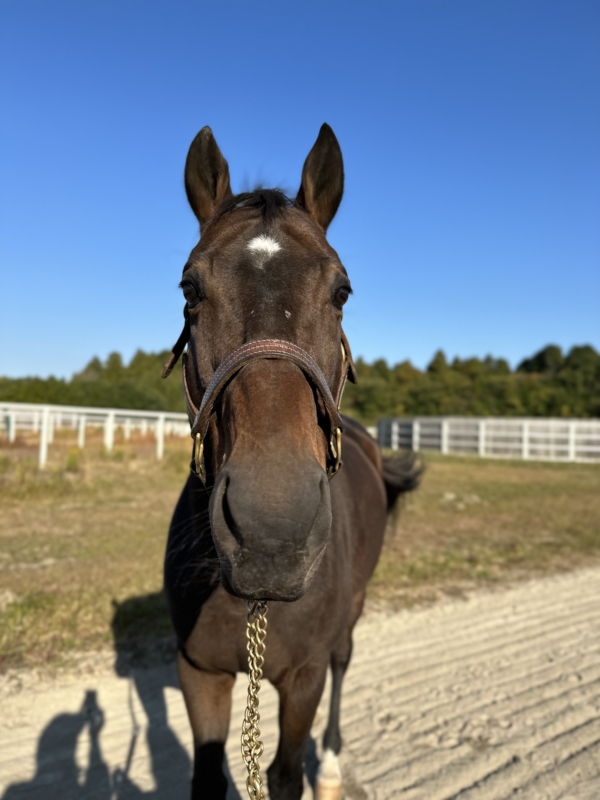 ワンダーリーデル | 滋賀県甲賀市 少人数レッスン会員制乗馬クラブ｜体験乗馬｜自馬預託 | 湖南馬事センター 乗馬クラブ